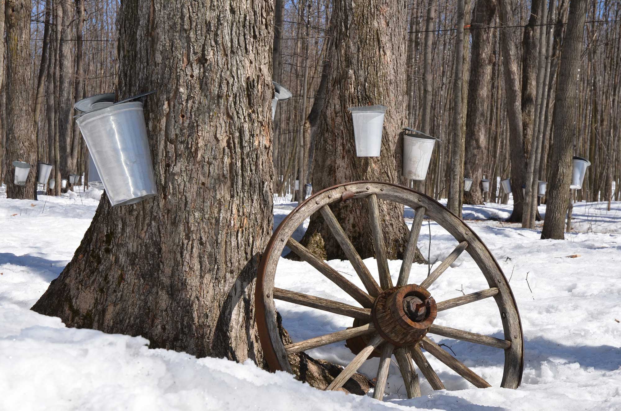 Why we call our Syrup Slogan "Taste the Michigan Tradition" - MapleWorxz®