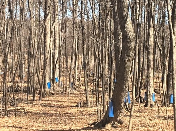 Why Michigan Maple Syrup? - MapleWorxz®